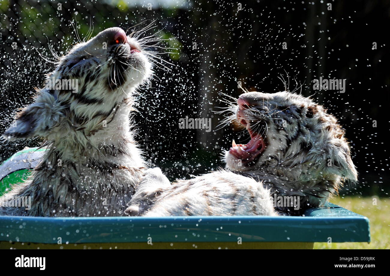 The white young Bengal tiger Kico plays with his brother Rico in a ...