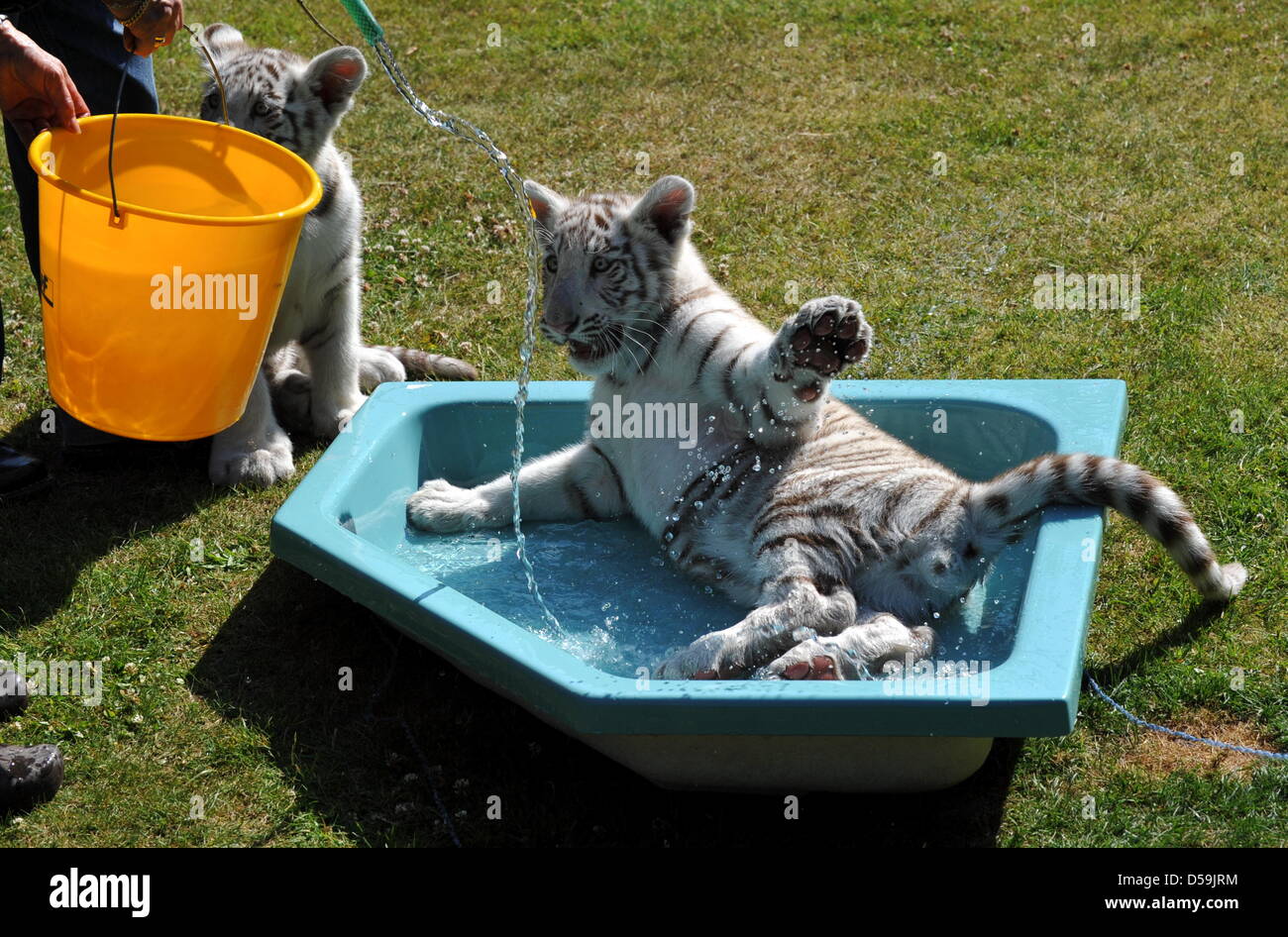 The white young Bengal tiger Kico plays with his brother Rico in a ...
