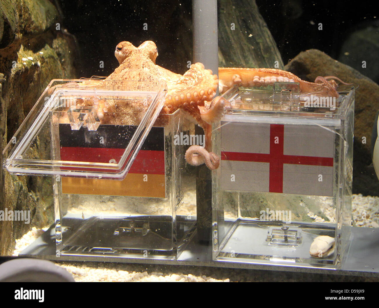 Paul der Oktopus aus dem Sea Life in Oberhausen hat sich am Freitag (25 ...