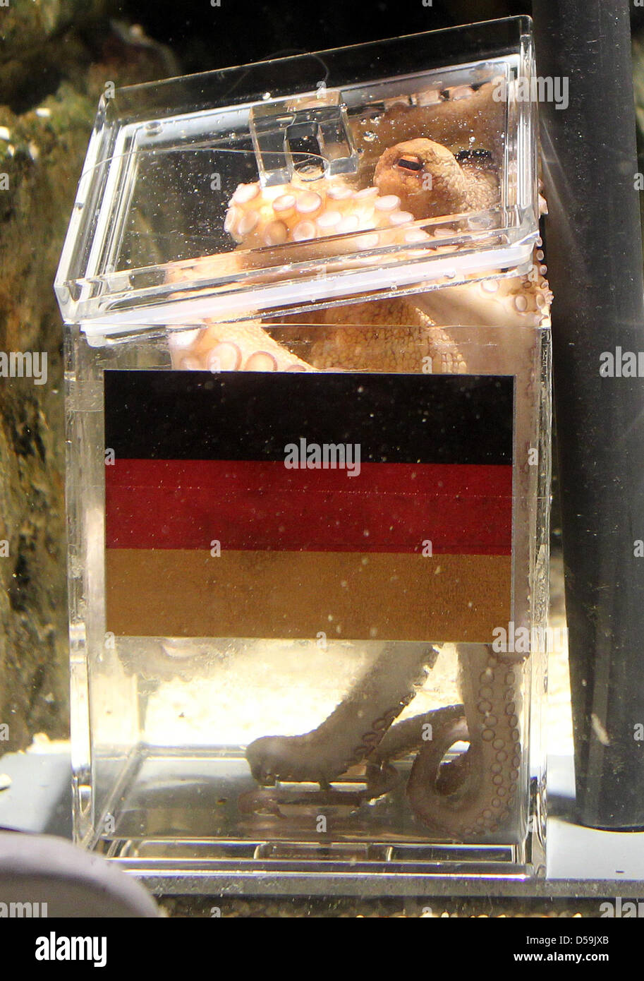 Paul der Oktopus aus dem Sea Life in Oberhausen hat sich am Freitag (25 ...