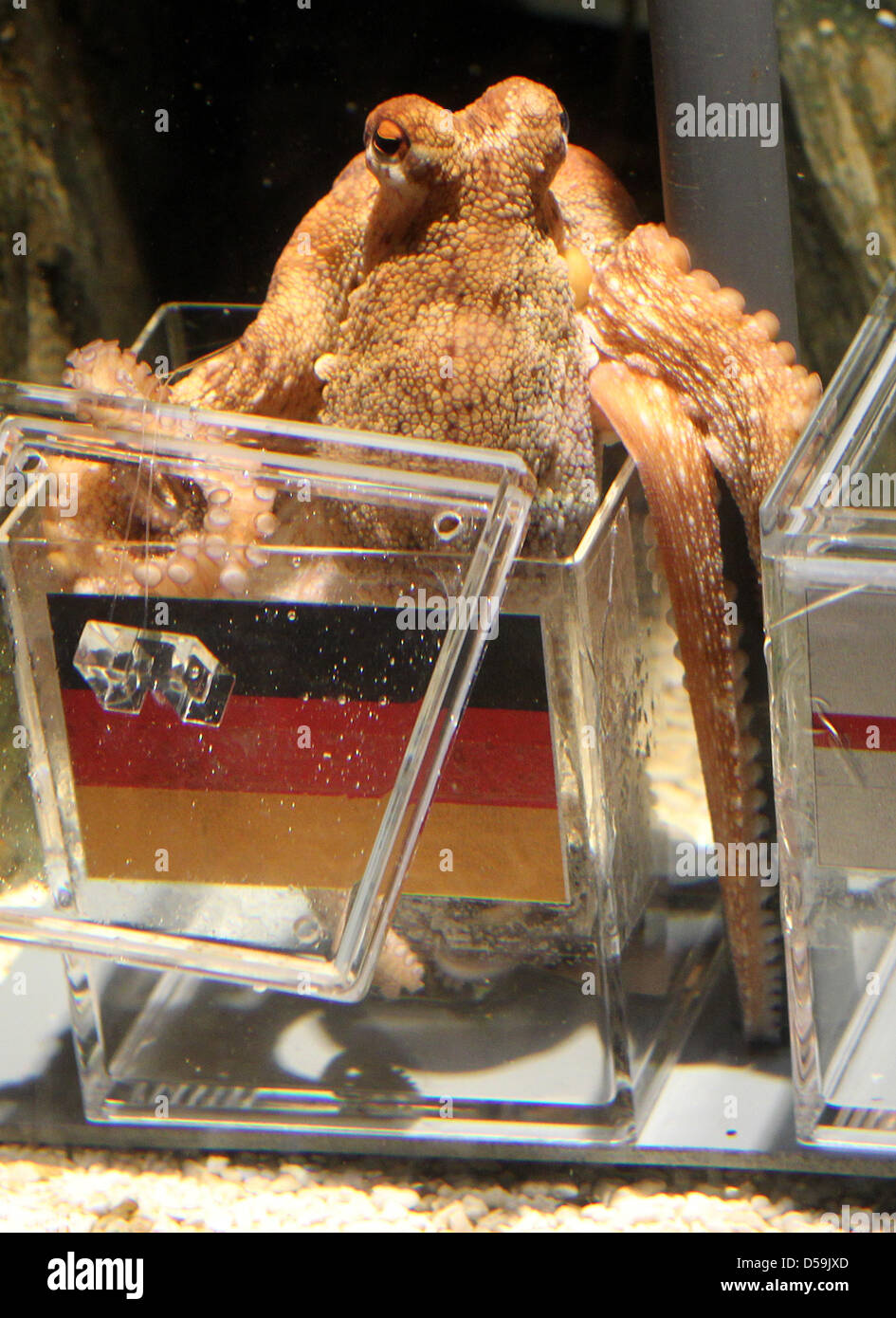 Paul der Oktopus aus dem Sea Life in Oberhausen hat sich am Freitag (25 ...