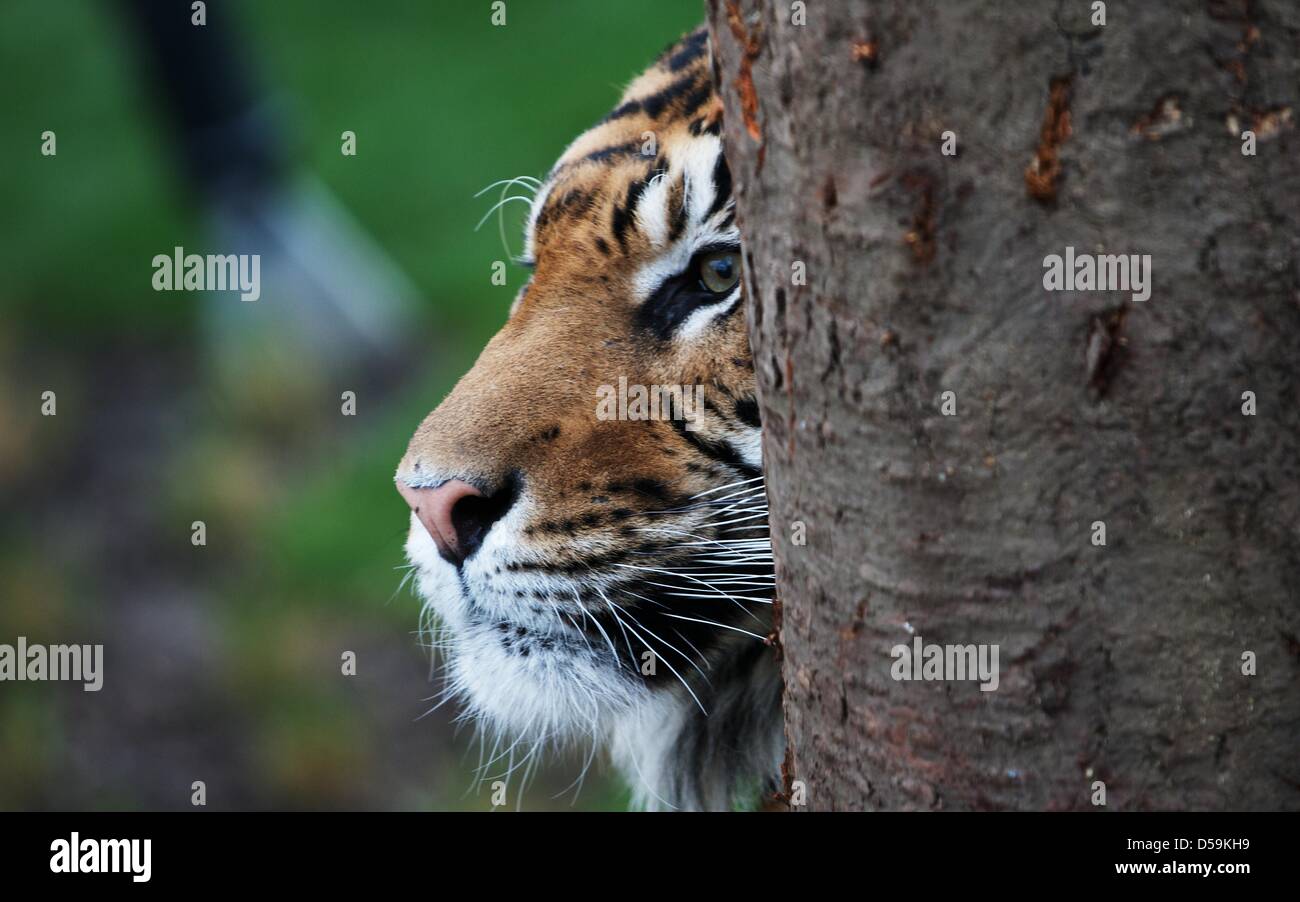 London, UK. 27th March 2013. Jae Jae, a five year old Sumatran tiger ...