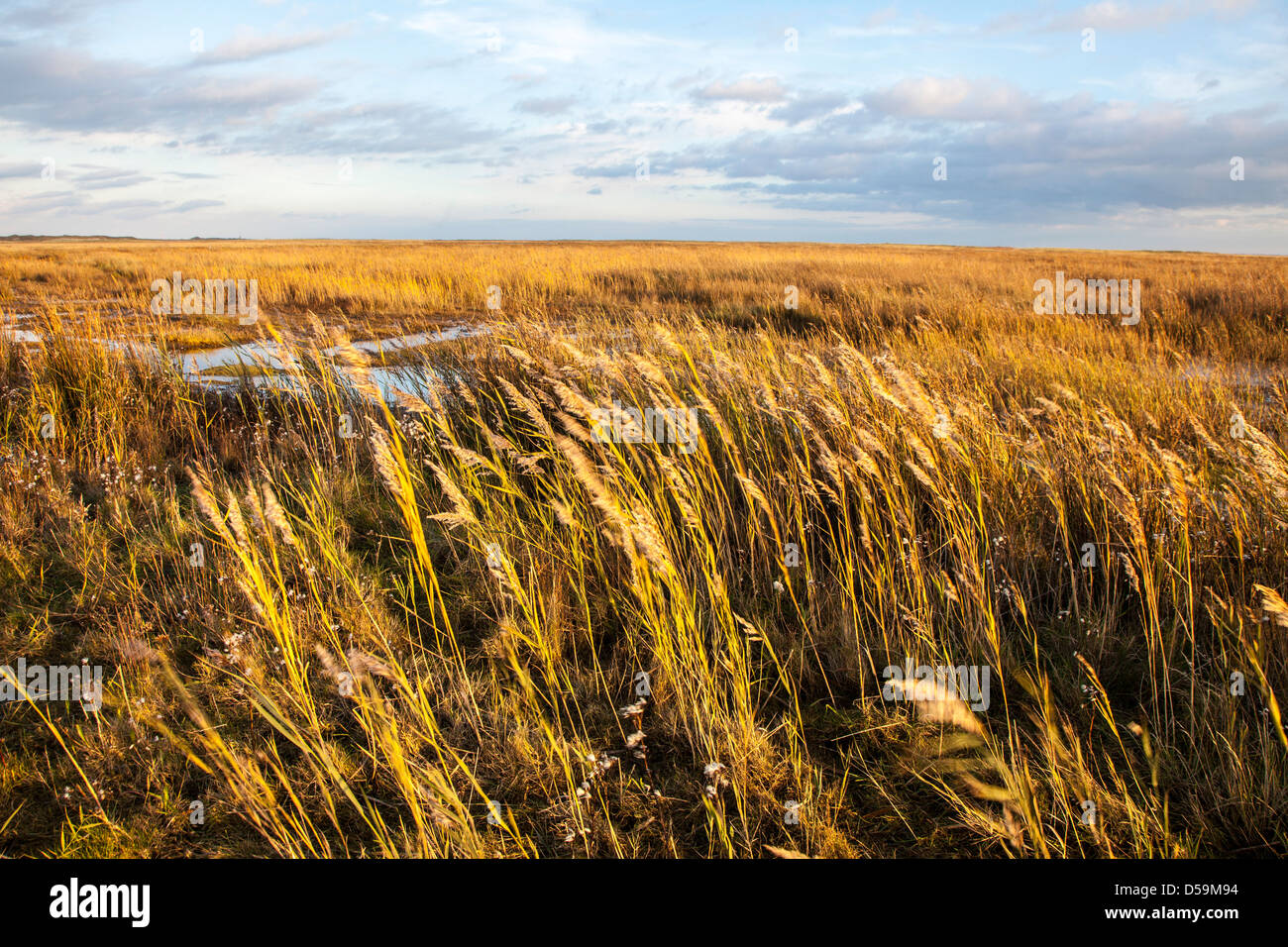 Beach and marshlands in winter time at the East Frisian North Sea ...