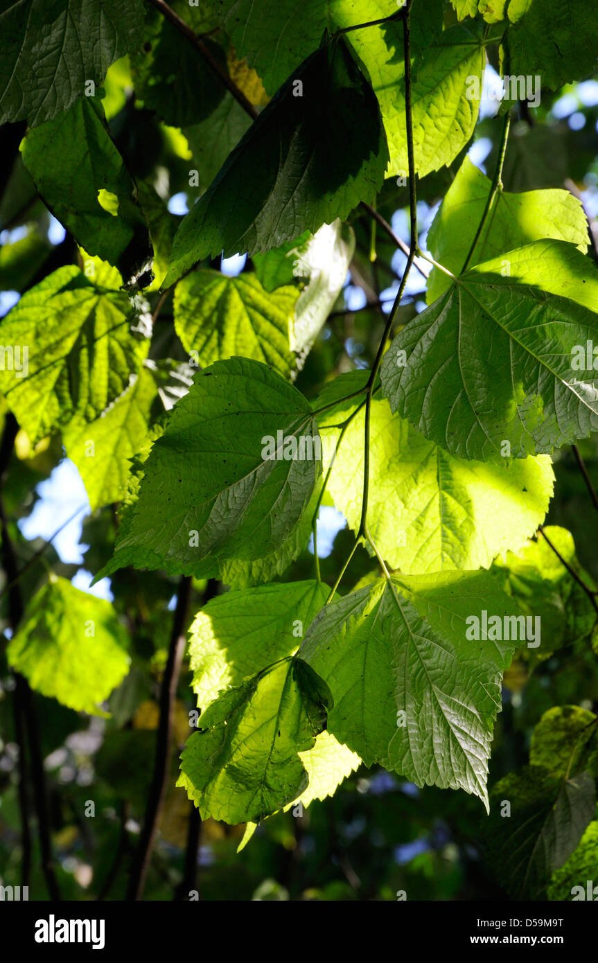 Lime tree leaves hi-res stock photography and images - Alamy