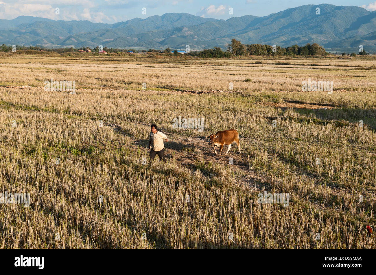 farmer bringing his cow home in Muang Singh, Laos Stock Photo - Alamy