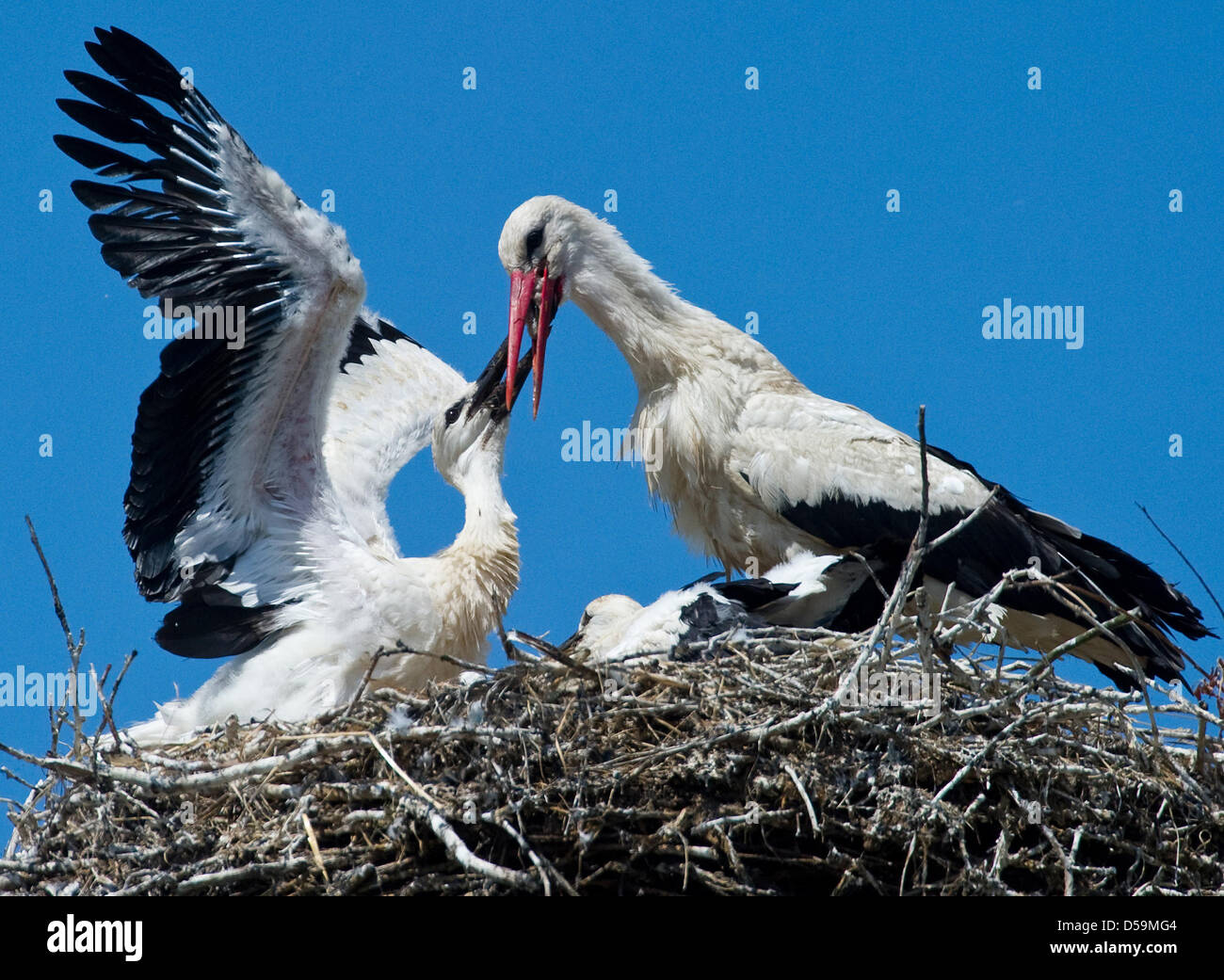 Storch nachwuchs hi-res stock photography and images - Alamy
