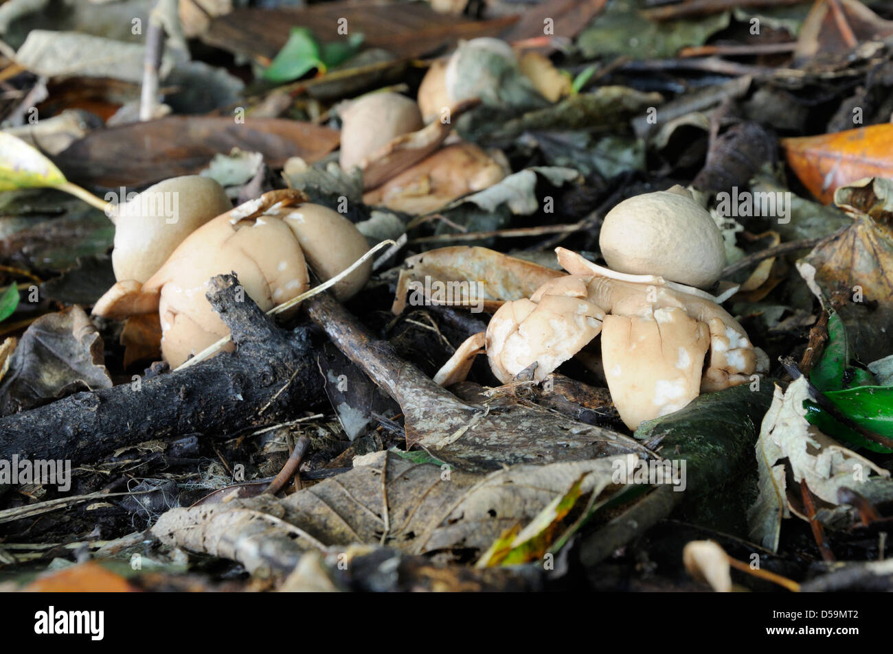 Earth Star Fungus Stock Photos & Earth Star Fungus Stock Images - Alamy