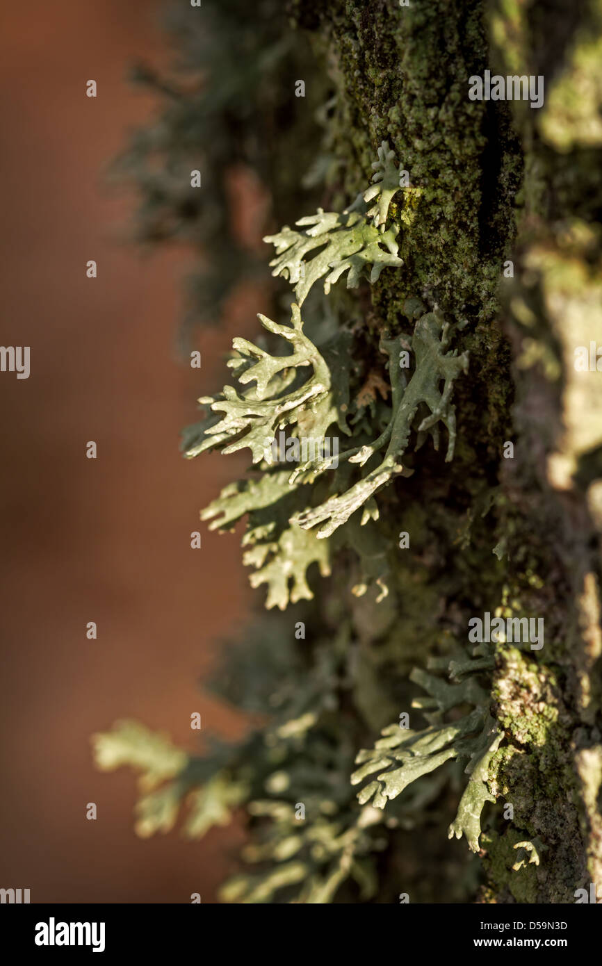Green lichen on an oak tree Stock Photo - Alamy