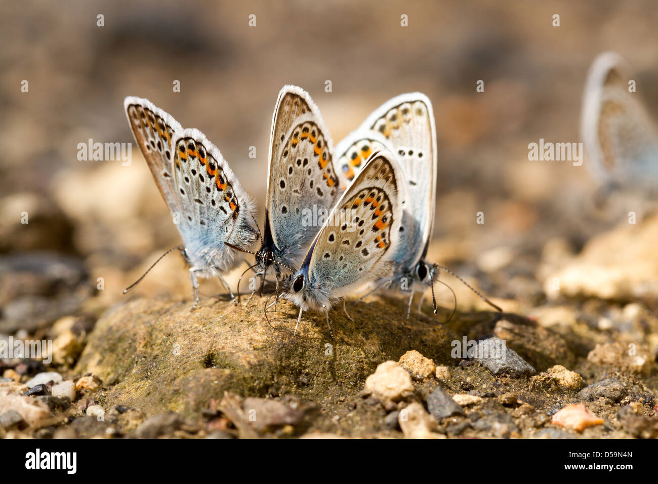 Many butterflies resting together Stock Photo - Alamy