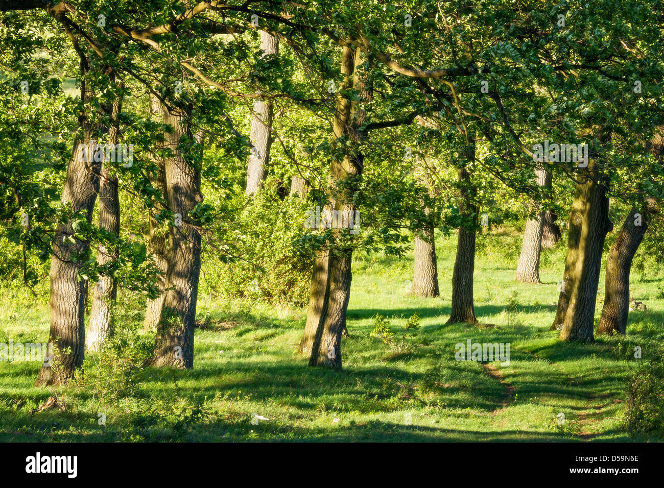 Green forest with oak trees Stock Photo - Alamy
