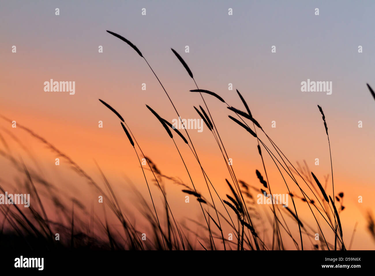 Grass landscape in the wonderful sunset light Stock Photo - Alamy