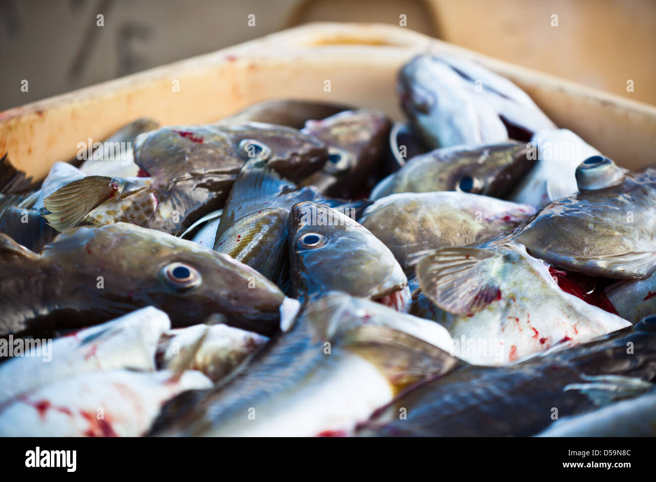 Catch of the day - Fresh Fish in Shipping Container. Horizontal shot ...