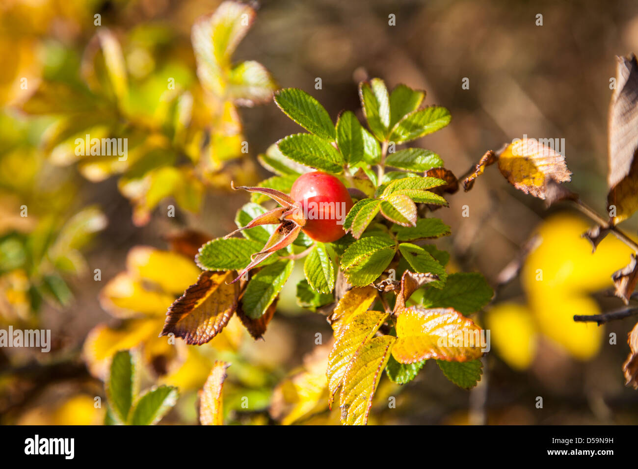 Wild rose fruit, Rosa Canina Stock Photo - Alamy