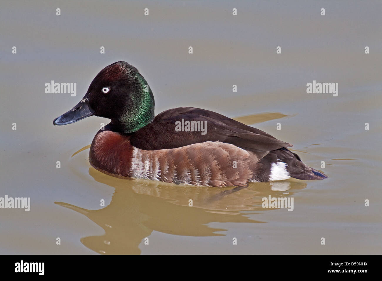 Se siberia hi-res stock photography and images - Alamy