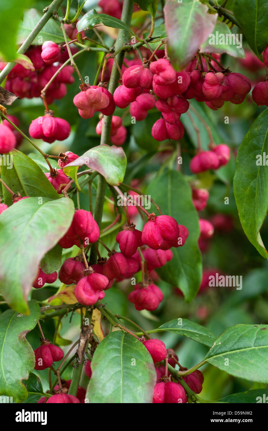 Reddish pink berries of Euonymus europaeus 'Red Cascade' in autumn ...