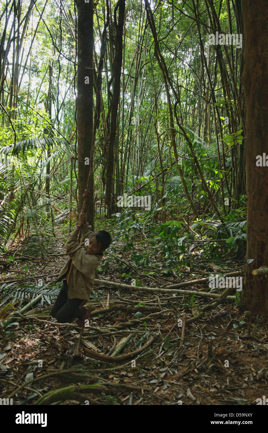 swinging on a vine on a jungle trek in Luang Nam Tha, Laos Stock Photo ...