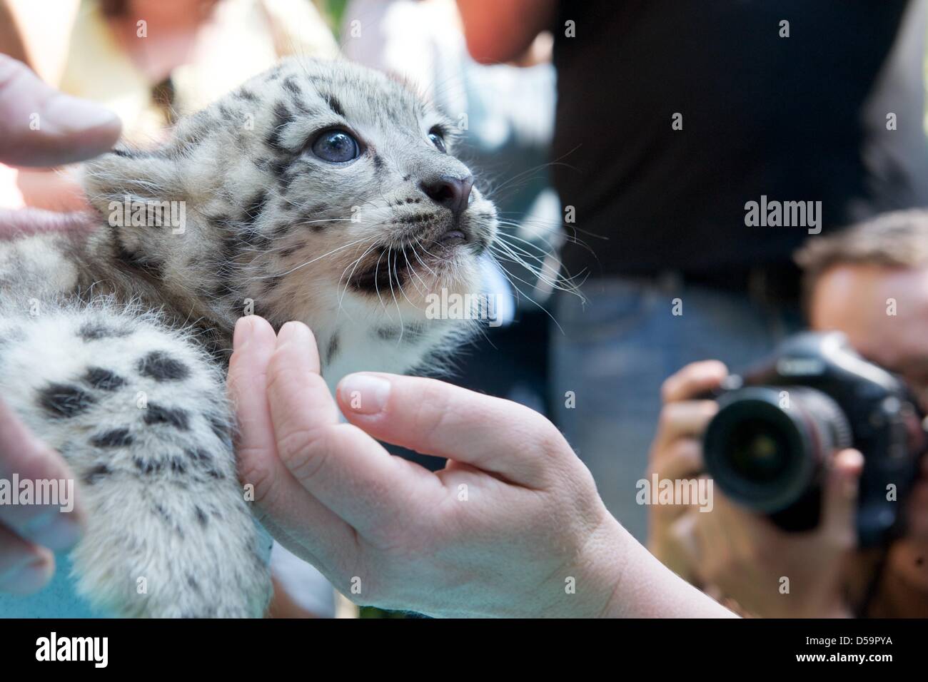 Three eight-weeks-old snow leopard cubs (lat.: Uncia uncia) are ...