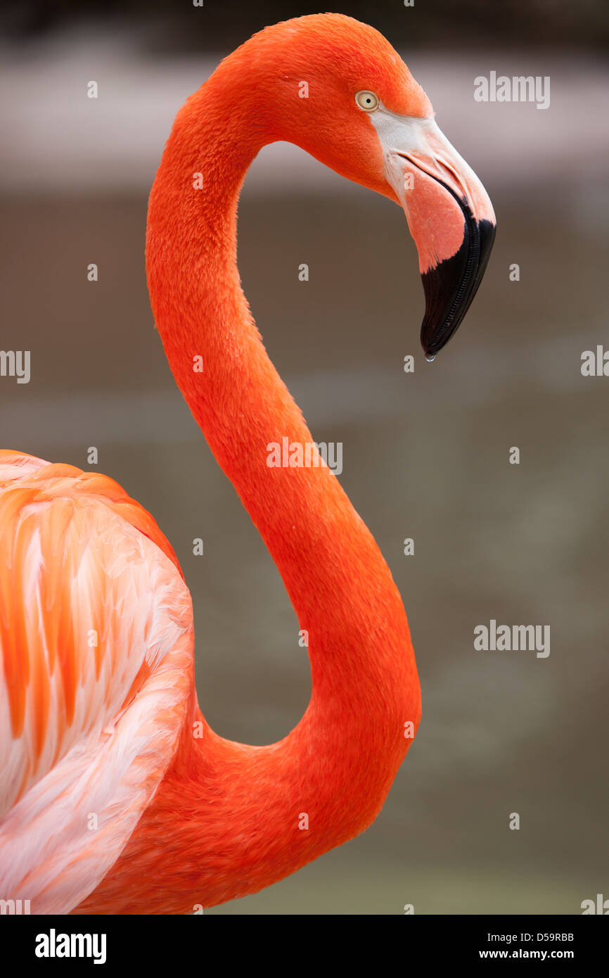 A flamingo observes its surroundings in San Diego, California, USA ...