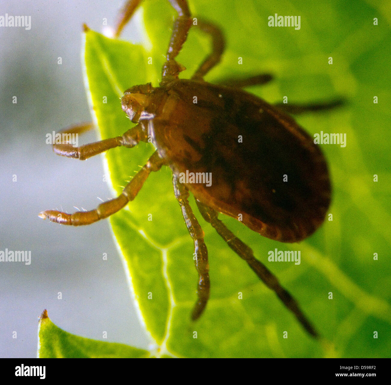 A rodent tick (lat.: Haemaphysalis concinna) on a leaf in Brieskow ...