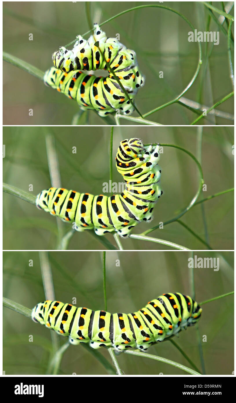 A swallowtail grub feeds from fennel in Wechselburg, Germany, 30 June ...