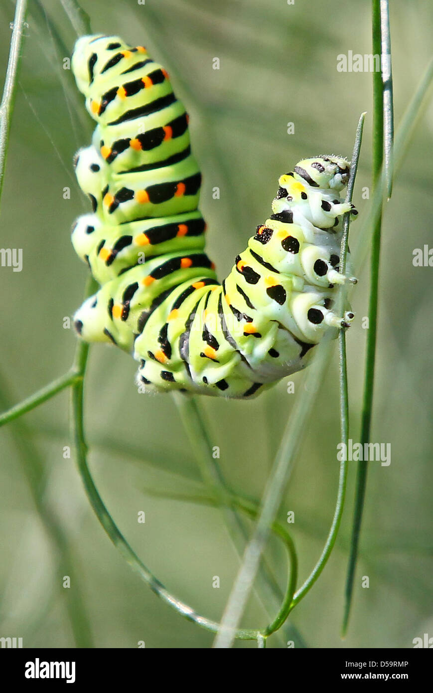 A swallowtail grub feeds from fennel in Wechselburg, Germany, 30 June ...