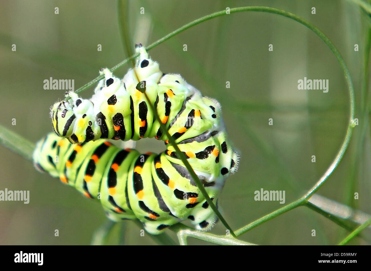 A swallowtail grub feeds from fennel in Wechselburg, Germany, 30 June ...