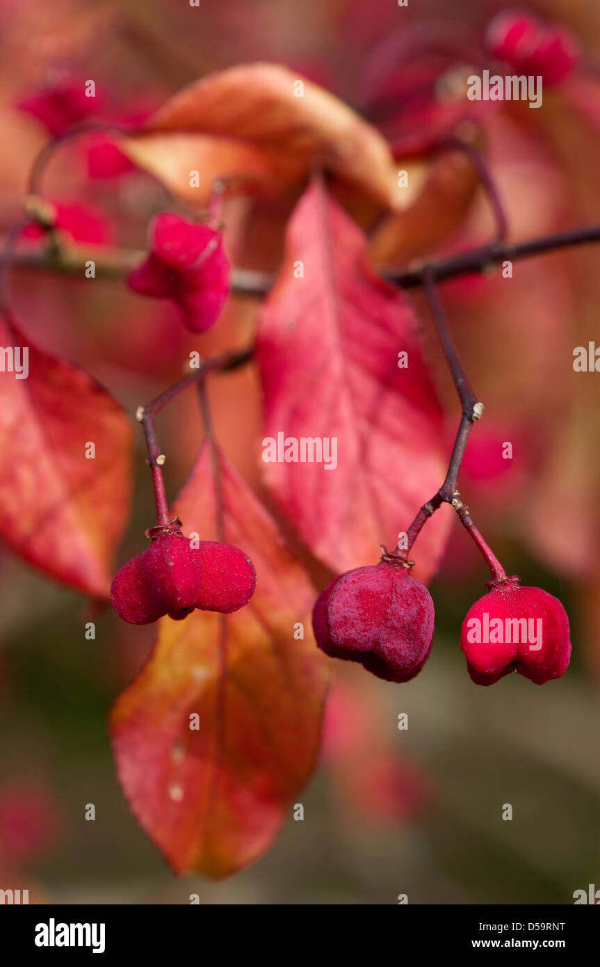 Red Euonymus hamiltonianus 'Rising Sun' berries and leaves Stock Photo ...