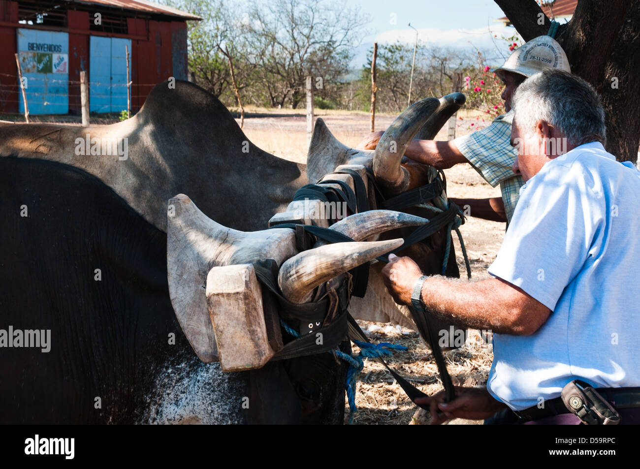 Traditional Costa Rican Cart, near Nicoya, Costa Rica, Central America ...