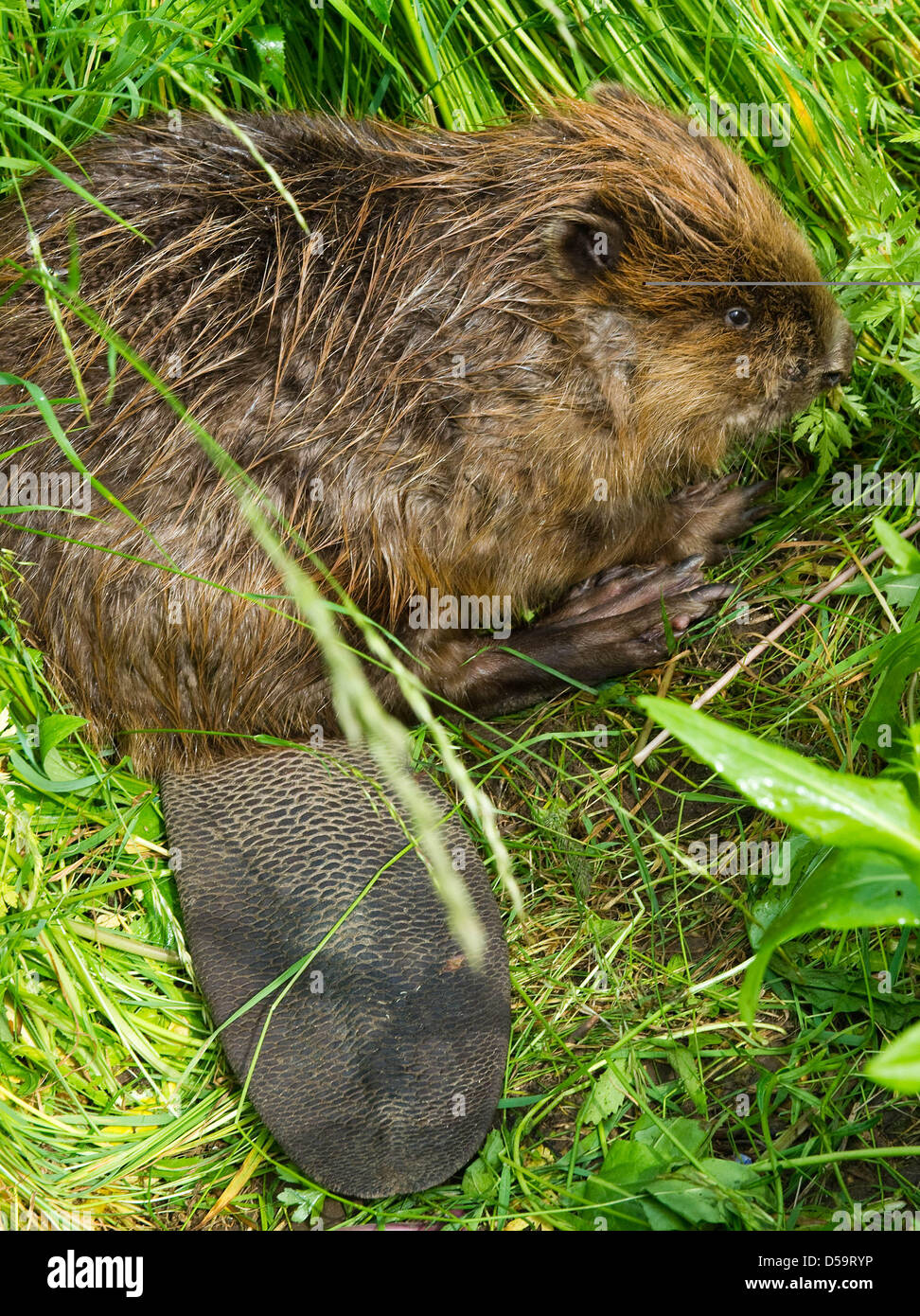 ARCHIVE - A beaver hides in high grass on a river levee at the Oder ...