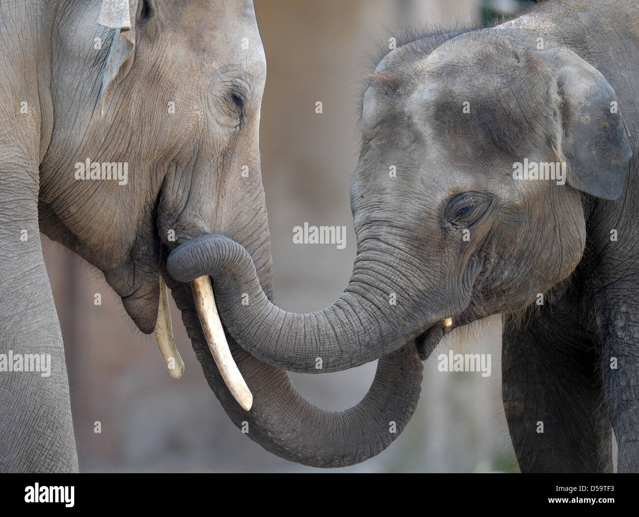 Zoo heidelberg hi-res stock photography and images - Alamy