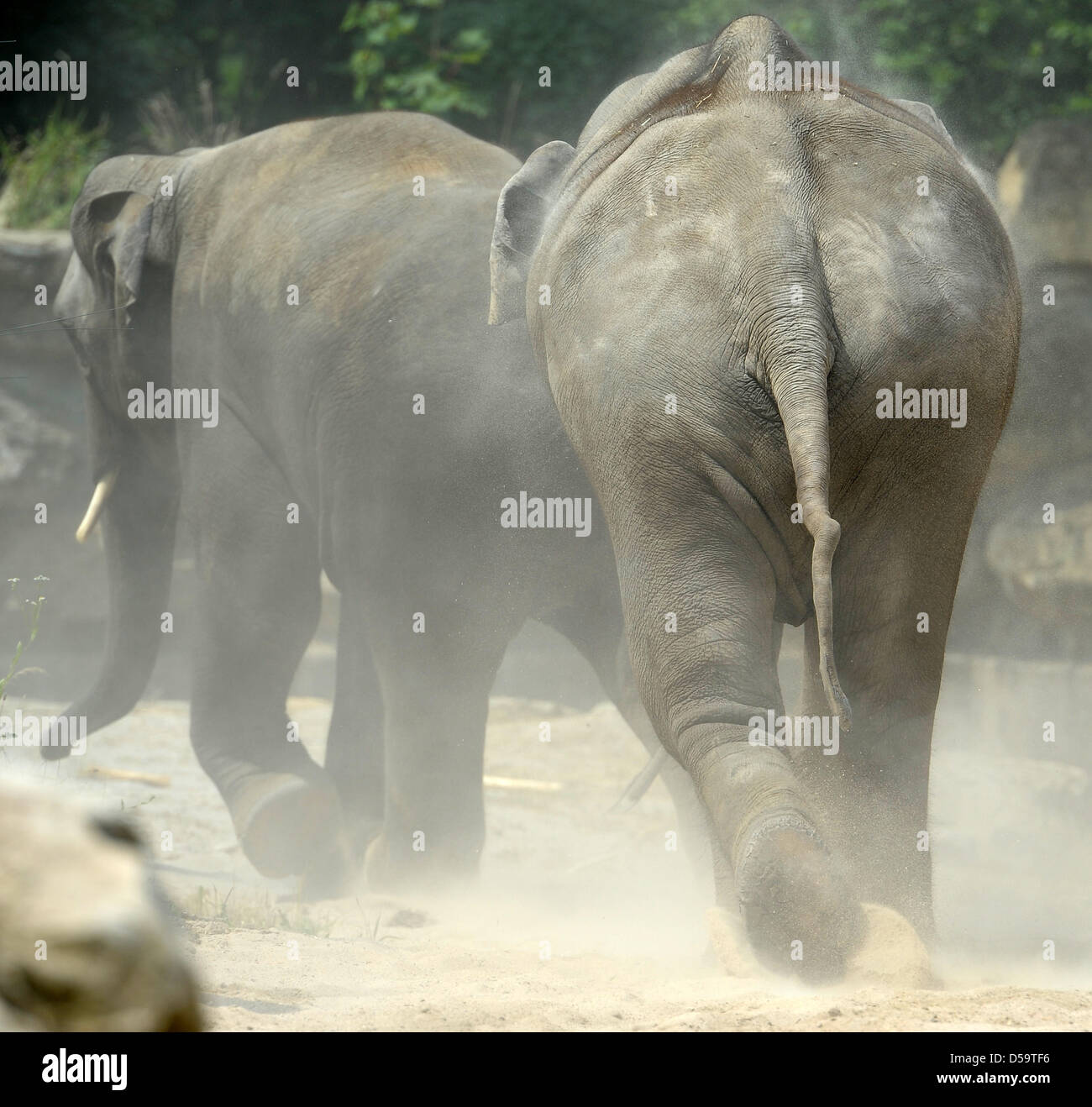 Two Asian bull elephants running at the zoo in Heidelberg, Germany, 02 ...