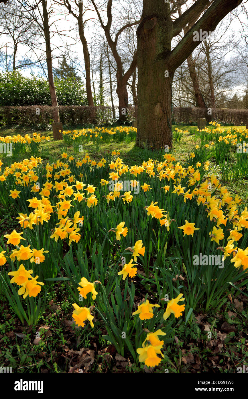 Daffodil flowers narcissus pseudonarcissus hi-res stock photography and images - Alamy