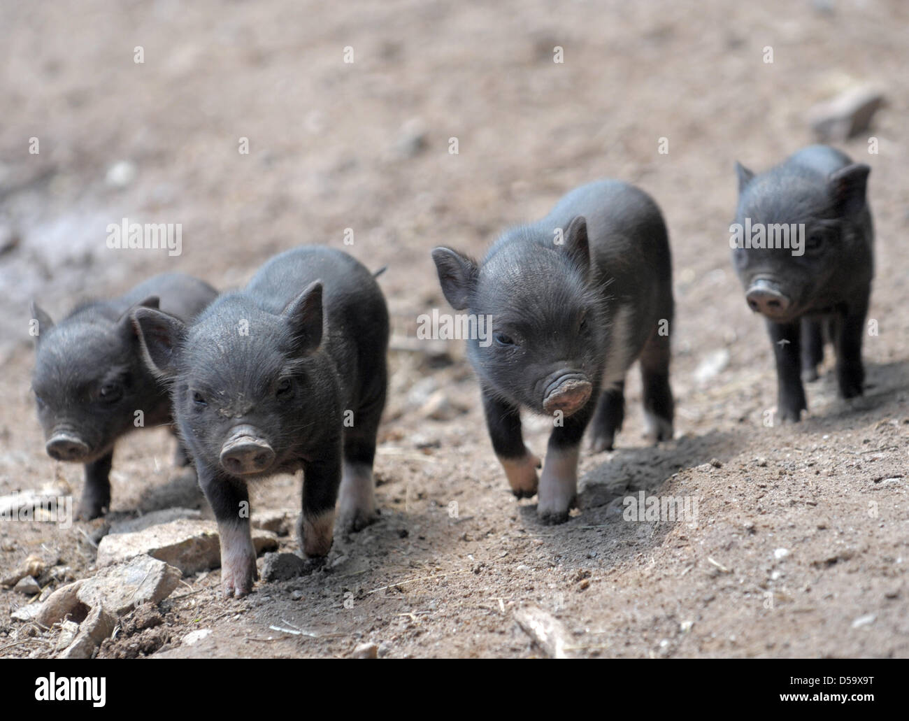 Pot-bellied pigs frolick with their mother at Osterzgebirge wildlife ...