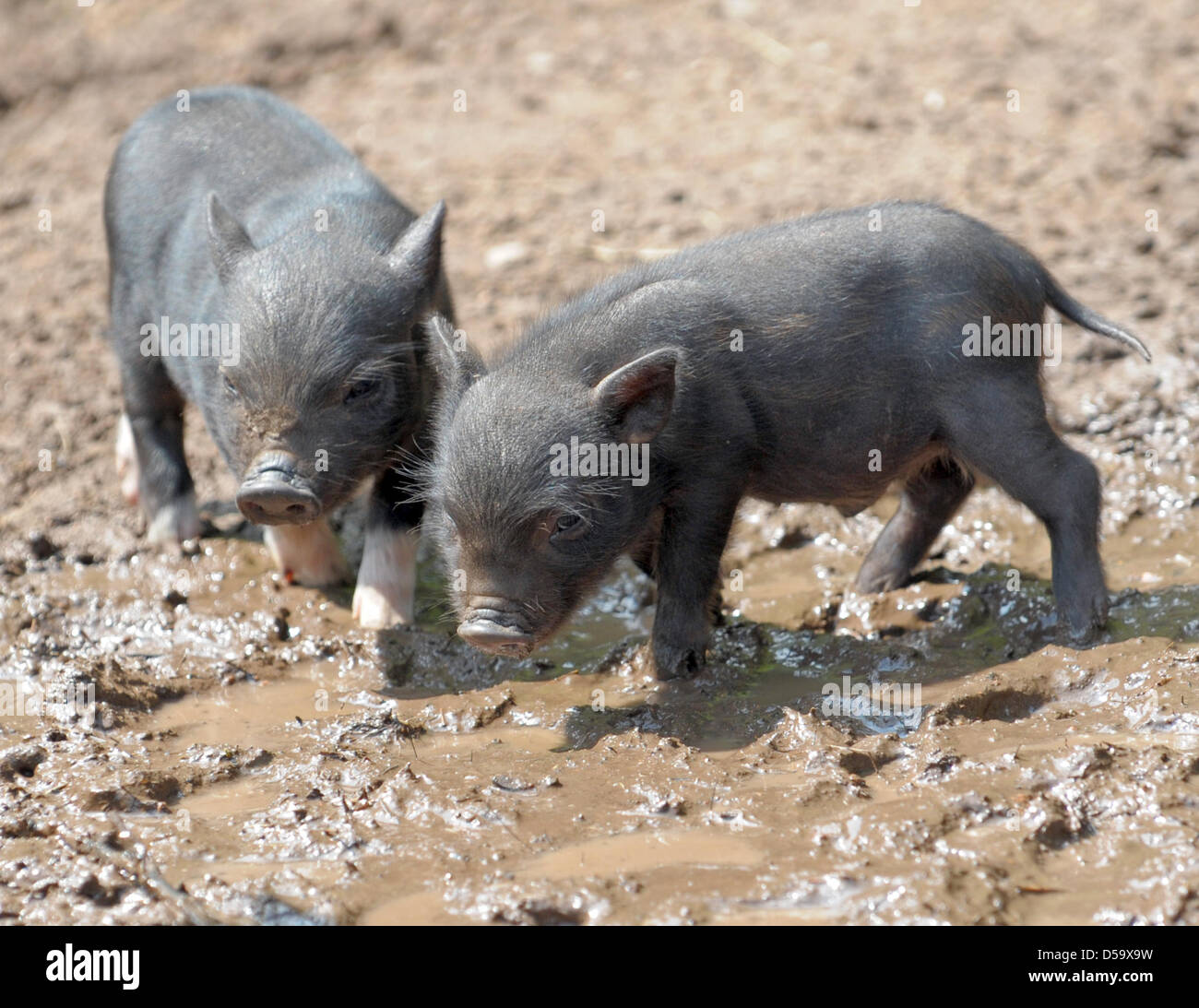 Pot-bellied pigs frolick with their mother at Osterzgebirge wildlife ...