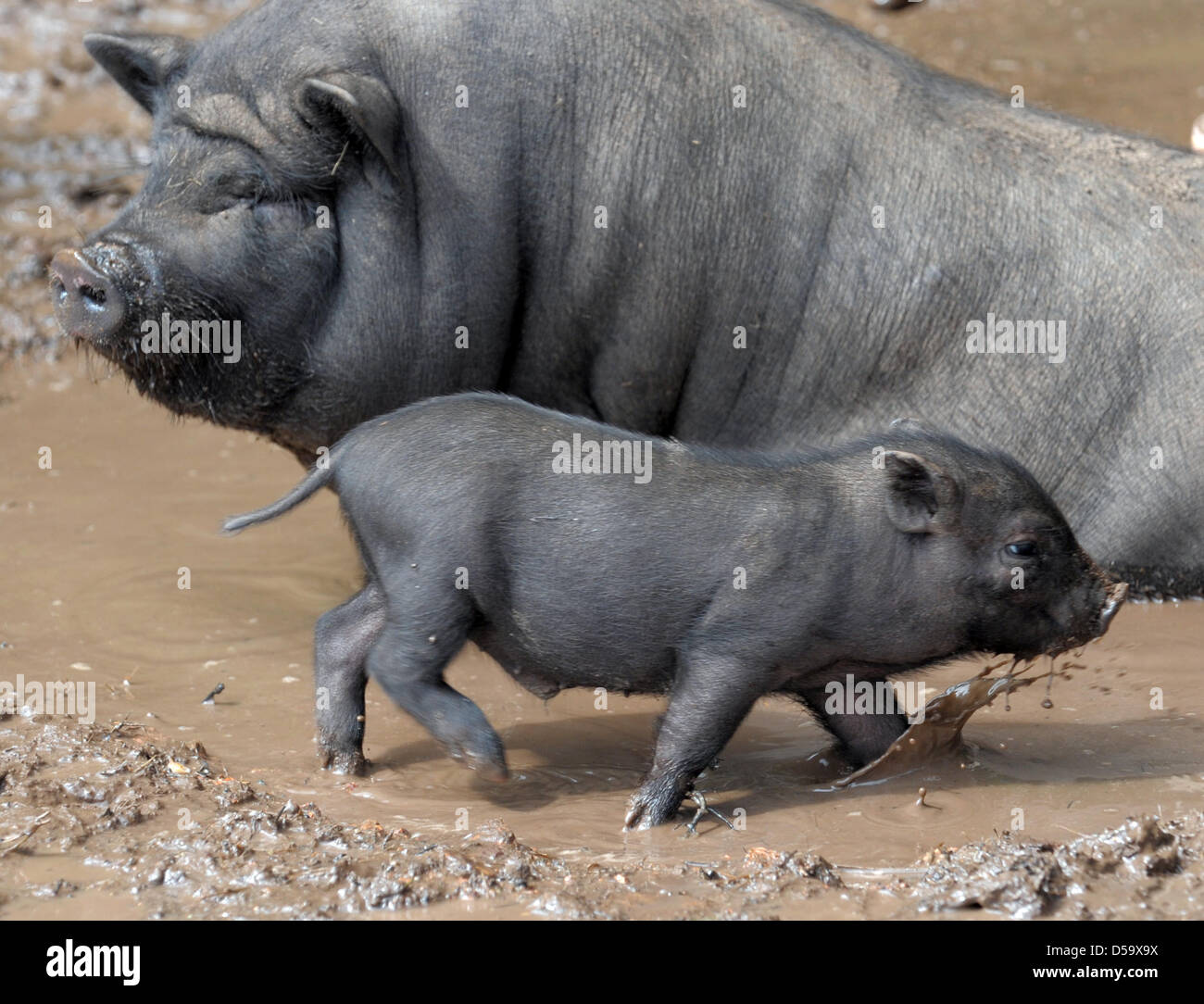 Pot-bellied pigs frolick with their mother at Osterzgebirge wildlife ...