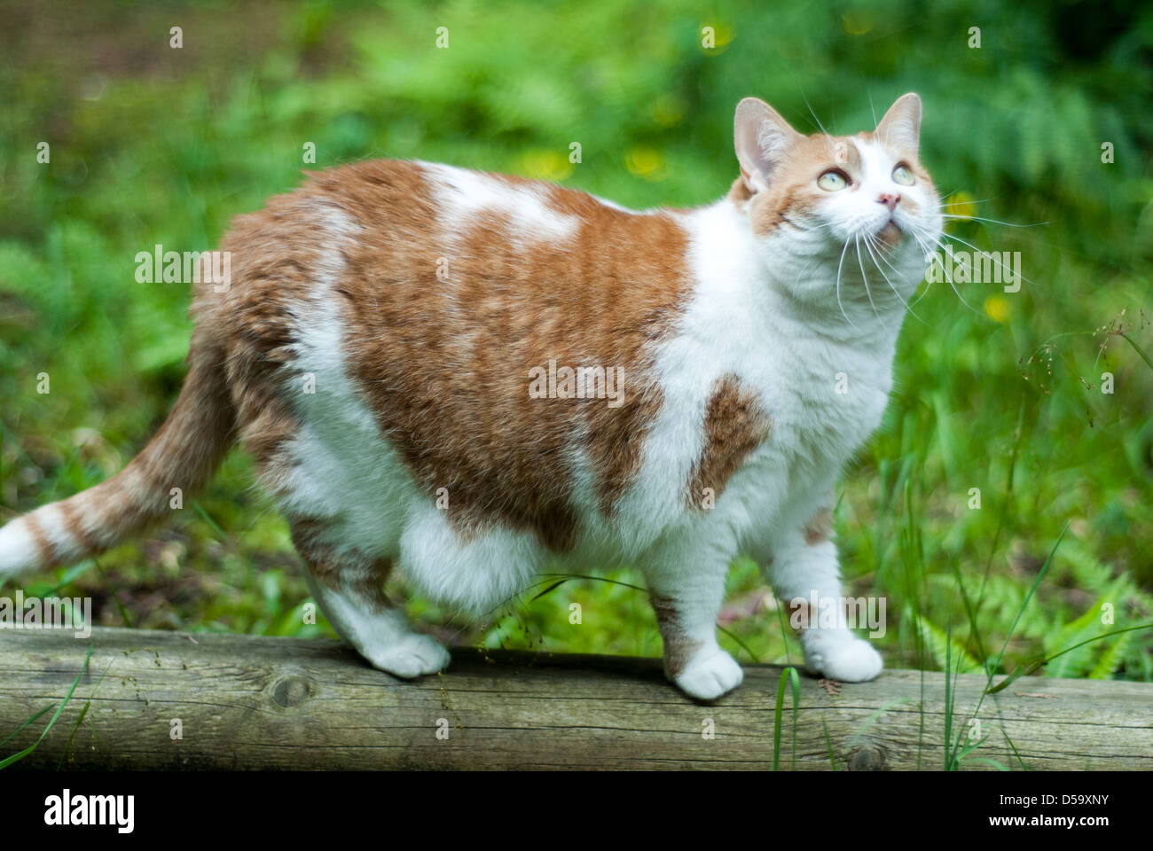 Fat tabby cat outdoors looking up at something Stock Photo - Alamy