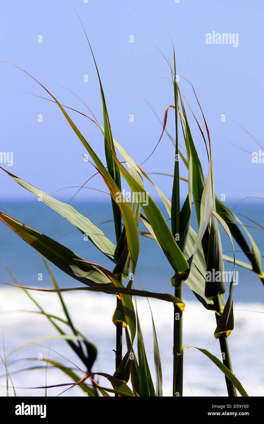 Green reeds hi-res stock photography and images - Alamy