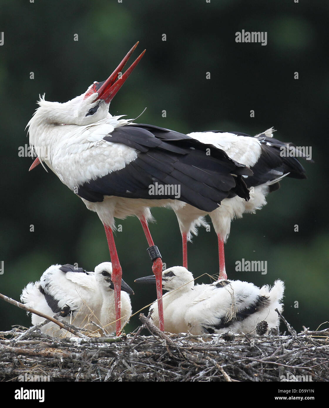 Equipped with a transmitter and an antenna protruding from his back ...