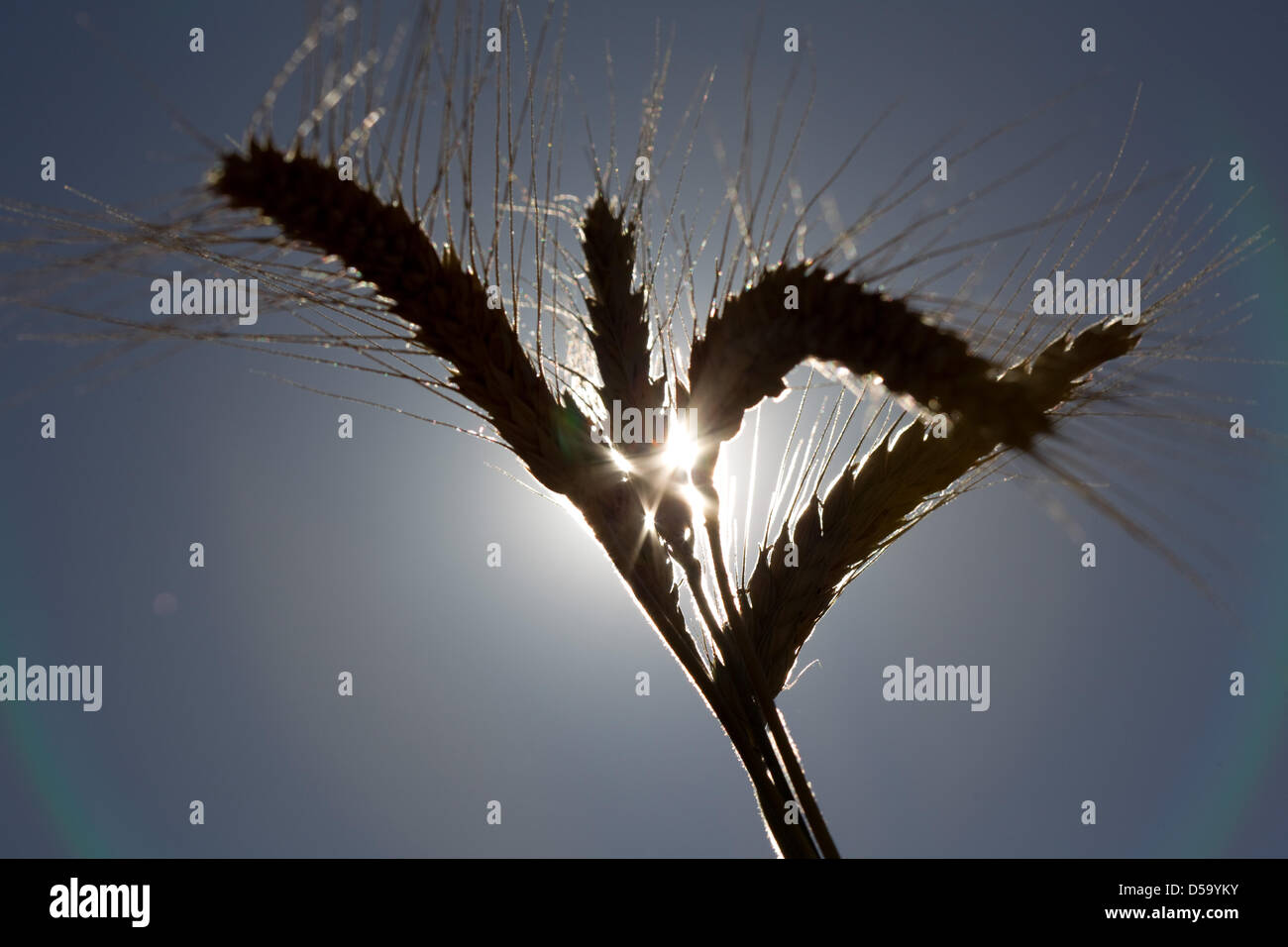 Crops of the cultivar Triticale, a feed crop crossing between wheat and ...