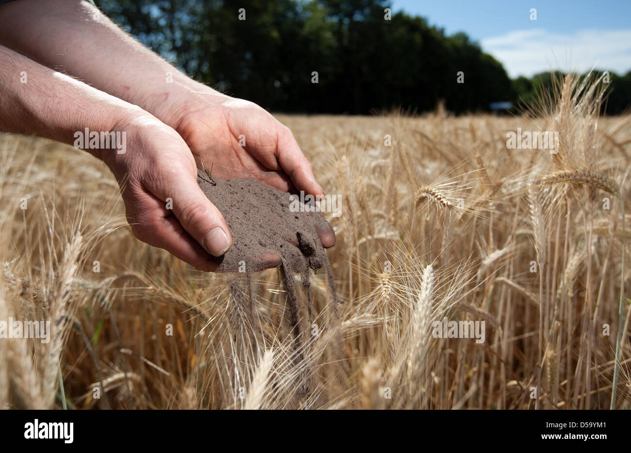 ILLUSTRATION - Nutrient-poor sandy soil is held over crops of the ...
