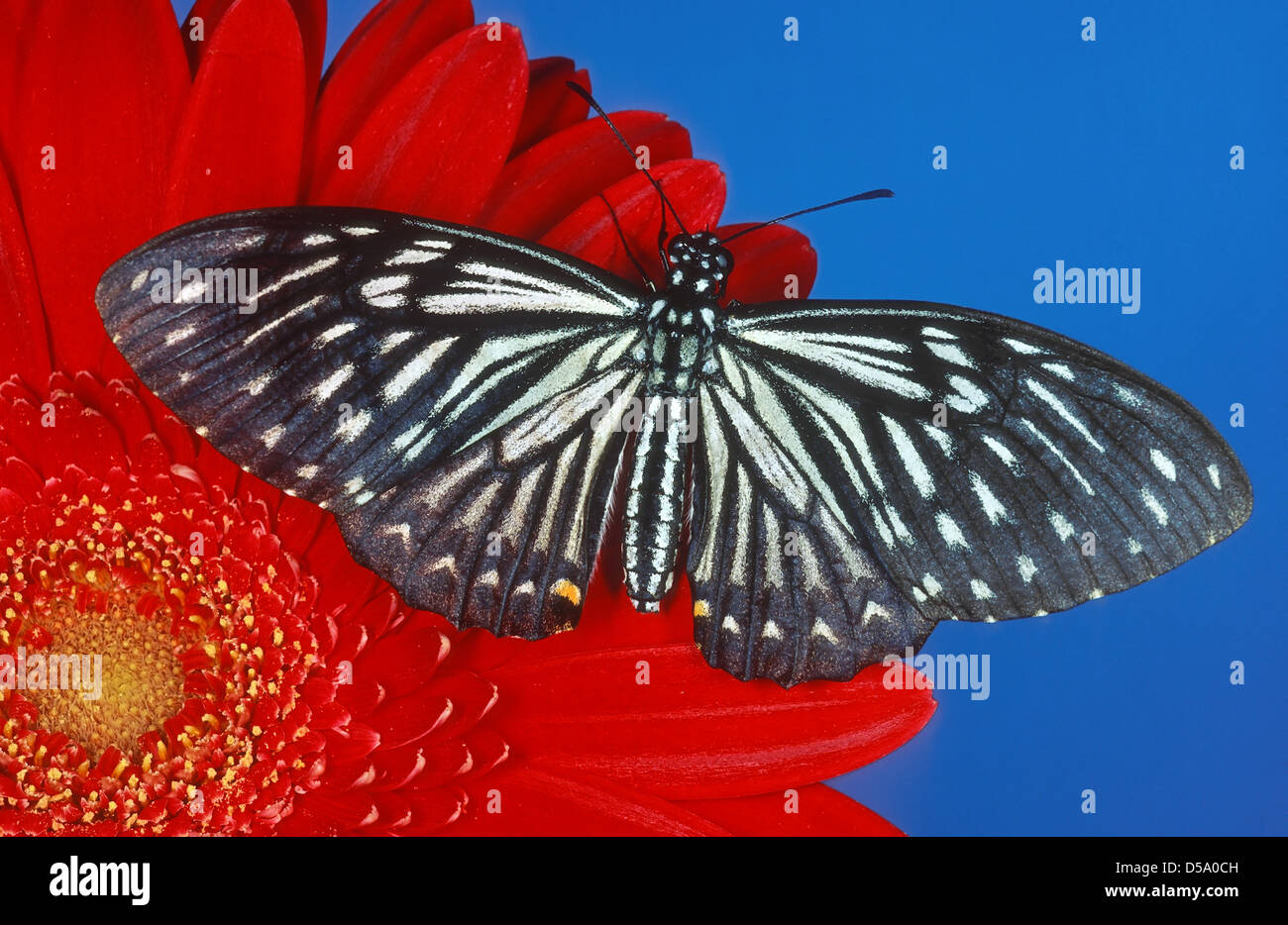 Clitia hi-res stock photography and images - Alamy