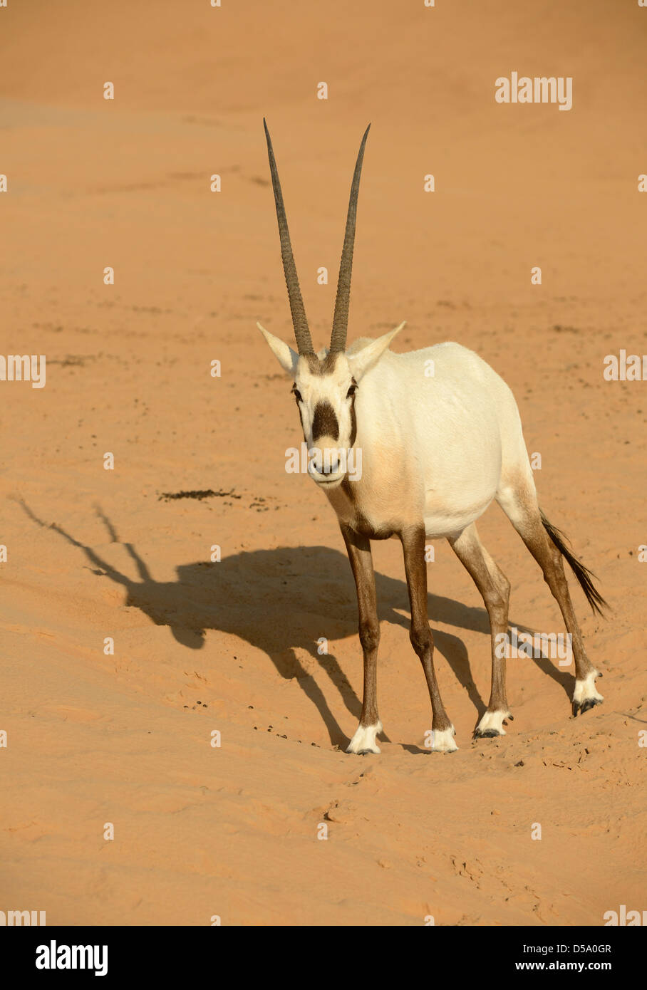 Arabian desert not jordan hi-res stock photography and images - Alamy