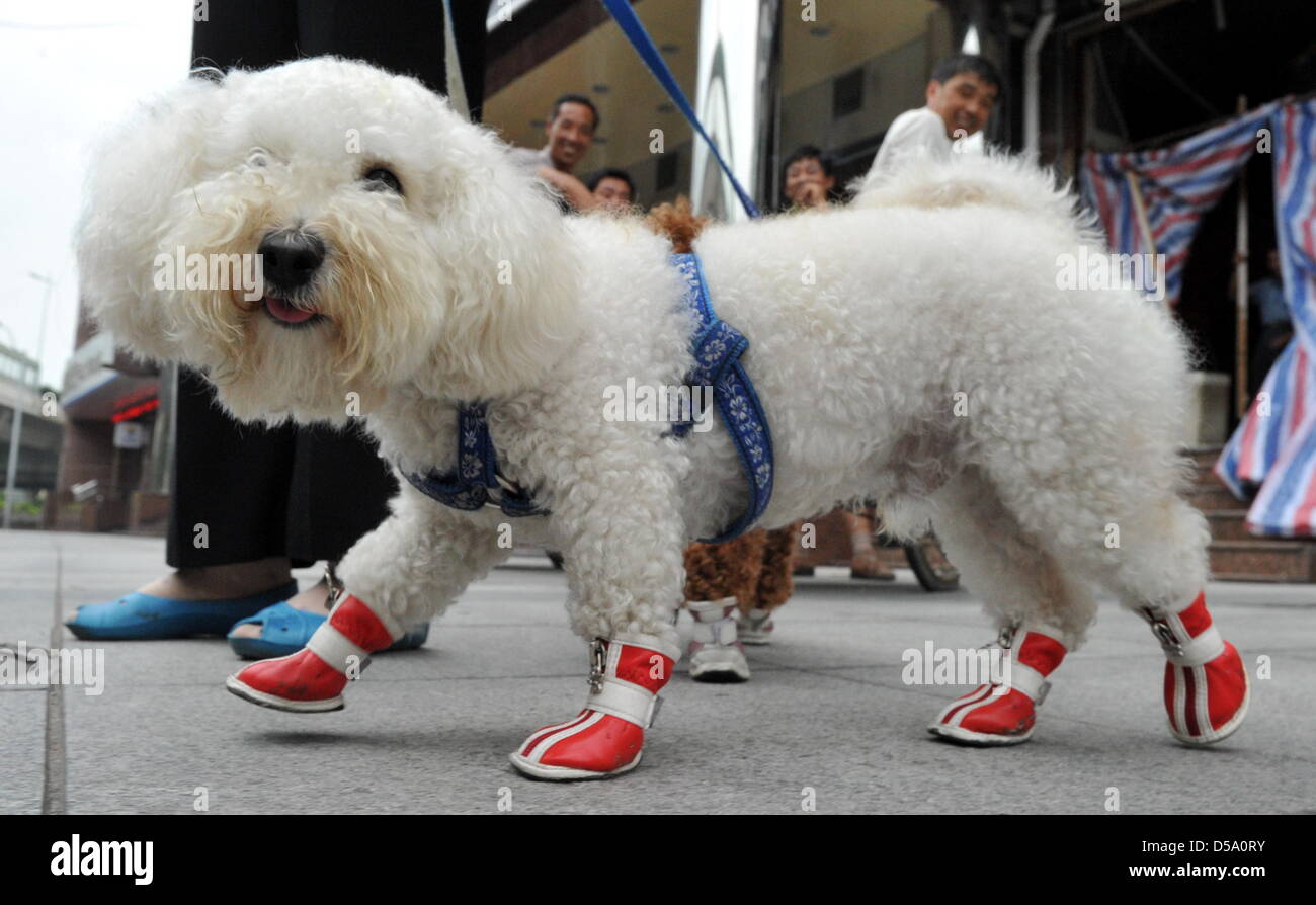 Animals Wearing Shoes