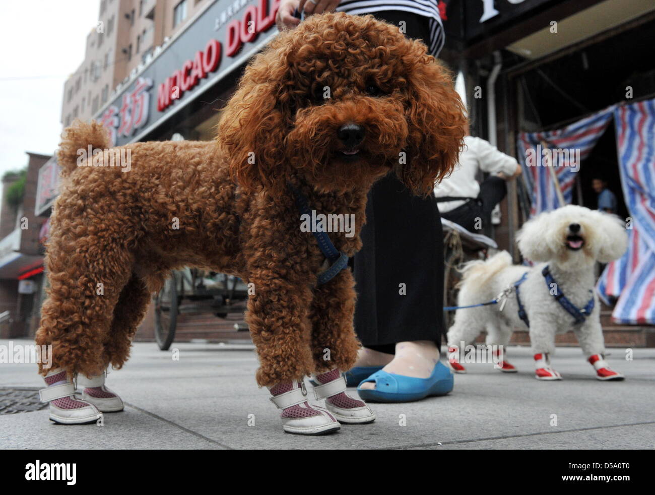 What Does A Chinese Poodle Dog