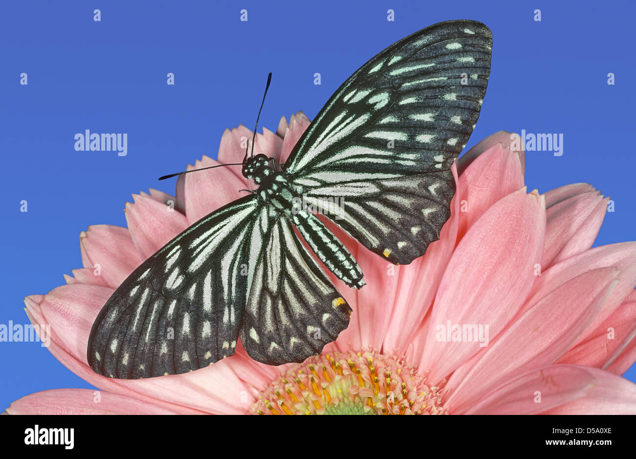 Clitia hi-res stock photography and images - Alamy