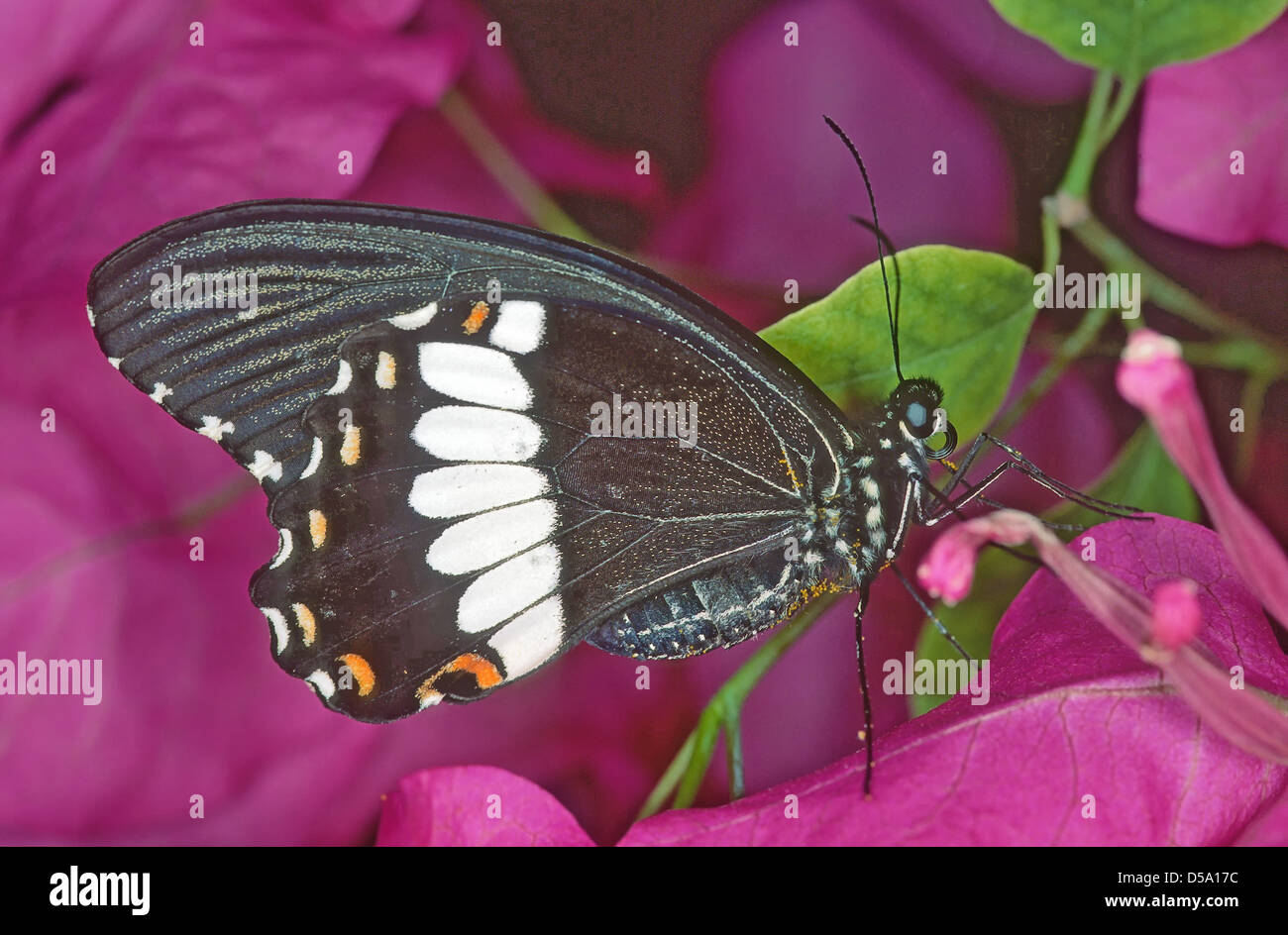 The Common Mormon (Papilio polytes) is a common species of swallowtail ...