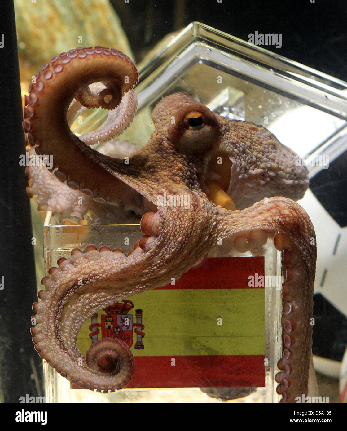 pool mit ddp Der Krake Paul, Fußball-Orakel des Sea Life in Oberhausen ...