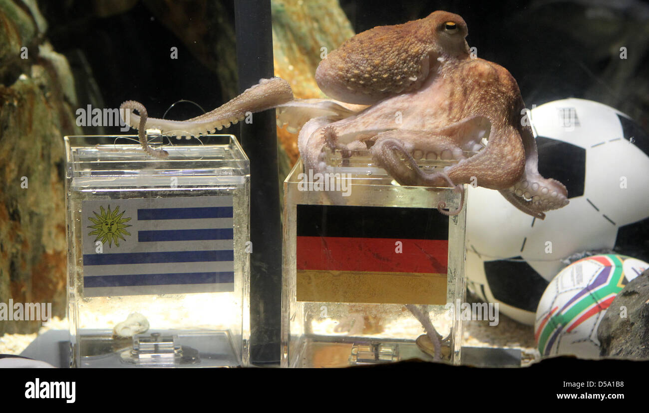 Pool mit ddp Der Krake Paul, Fußball-Orakel des Sea Life in Oberhausen ...