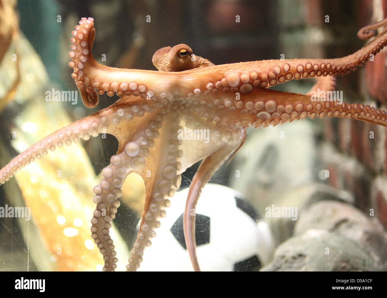 Der Krake Paul, Fußball-Orakel des Sea Life in Oberhausen, schwimmt am ...