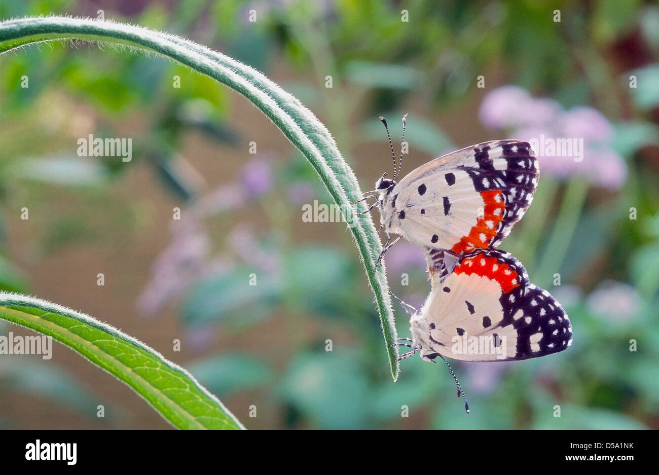 Red Pierrot Butterfly